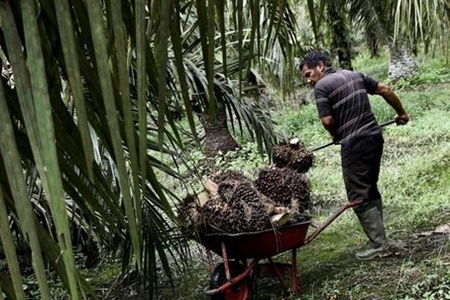 RIAUPAGI.com | Pungutan Ekspor Sawit Gratis Diperpanjang, 'Ditengah Ekspor CPO Banjir Orderan'